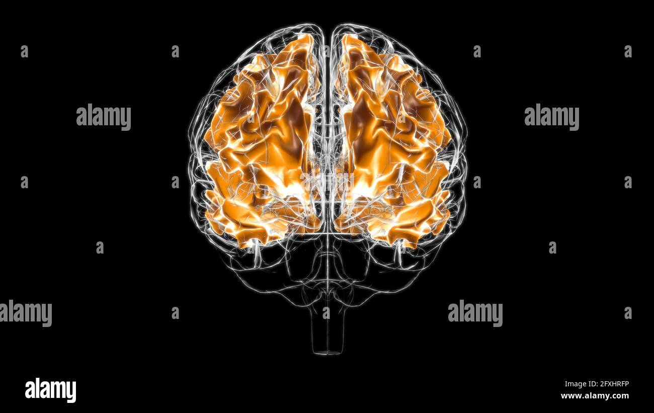 Cerebral peduncle hi-res stock photography and images - Alamy