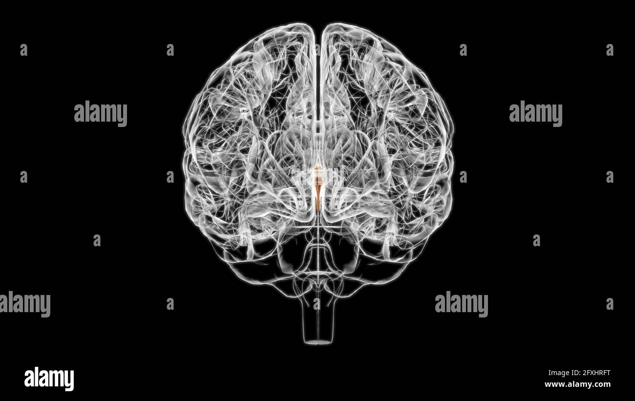 Brain Third ventricle Anatomy For Medical Concept 3D Illustration Stock ...