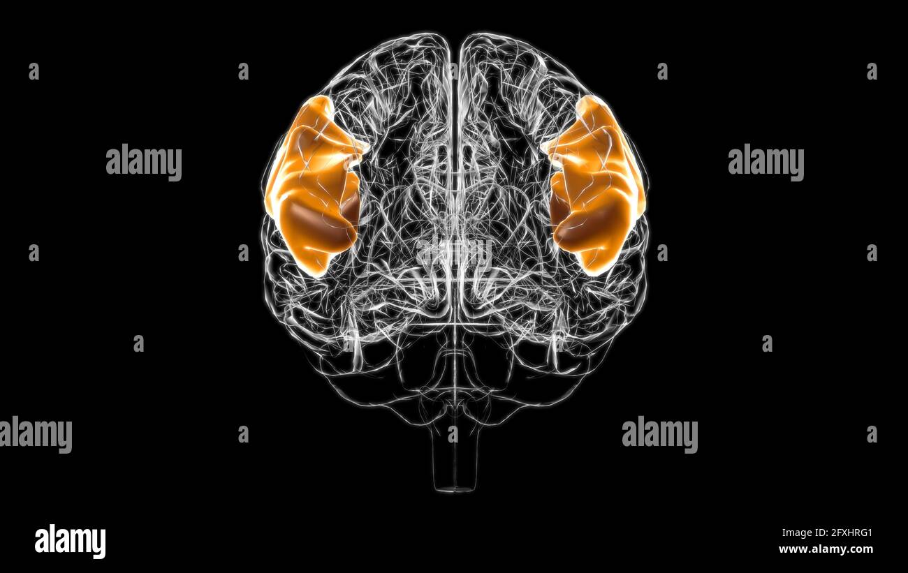 Brain inferior frontal gyrus Anatomy For Medical Concept 3D ...