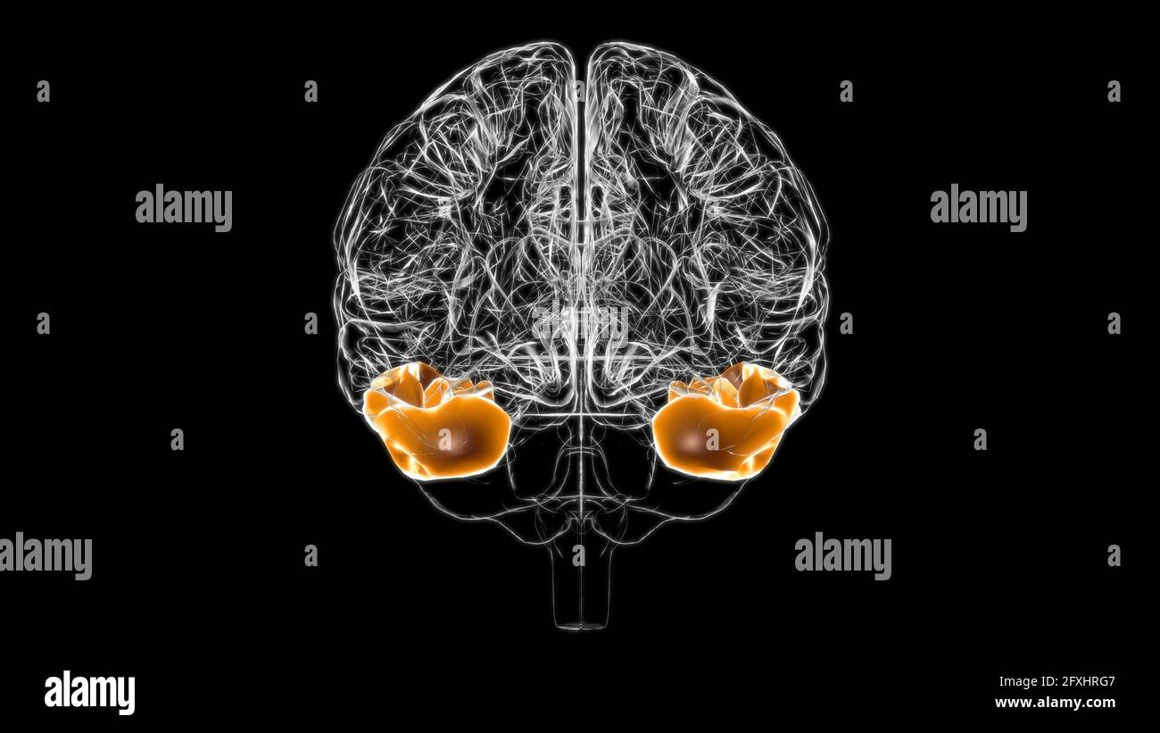 Brain inferior temporal gyrus Anatomy For Medical Concept 3D ...