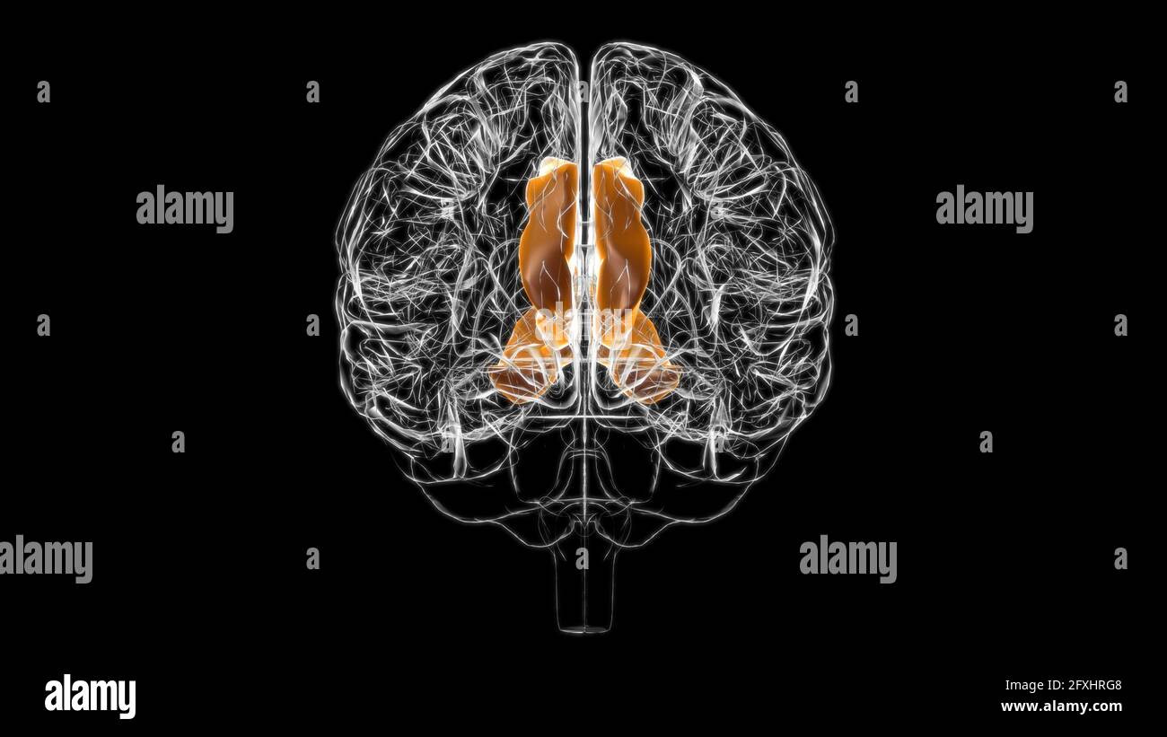 Anterior orbital gyrus hi-res stock photography and images - Alamy