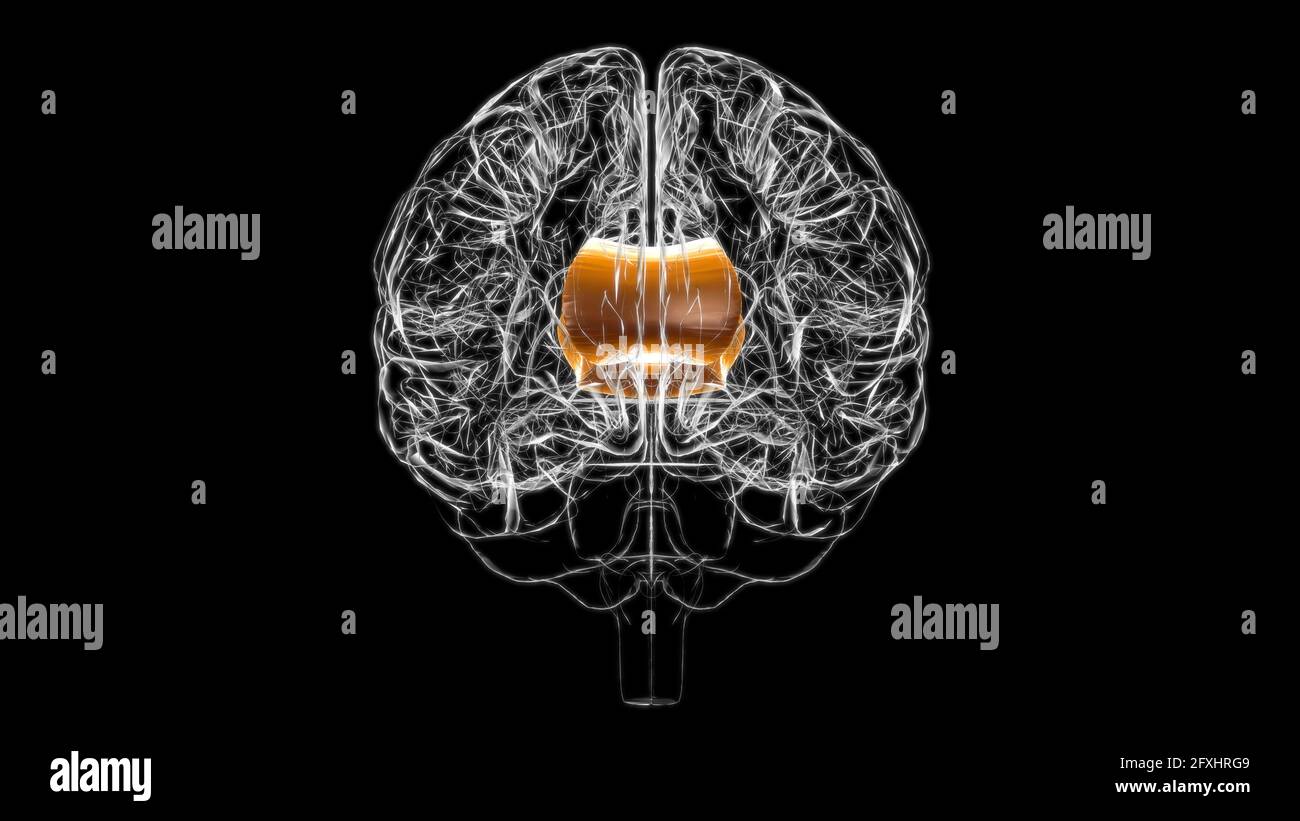 Brain Corpus callosum Anatomy For Medical Concept 3D Illustration Stock ...