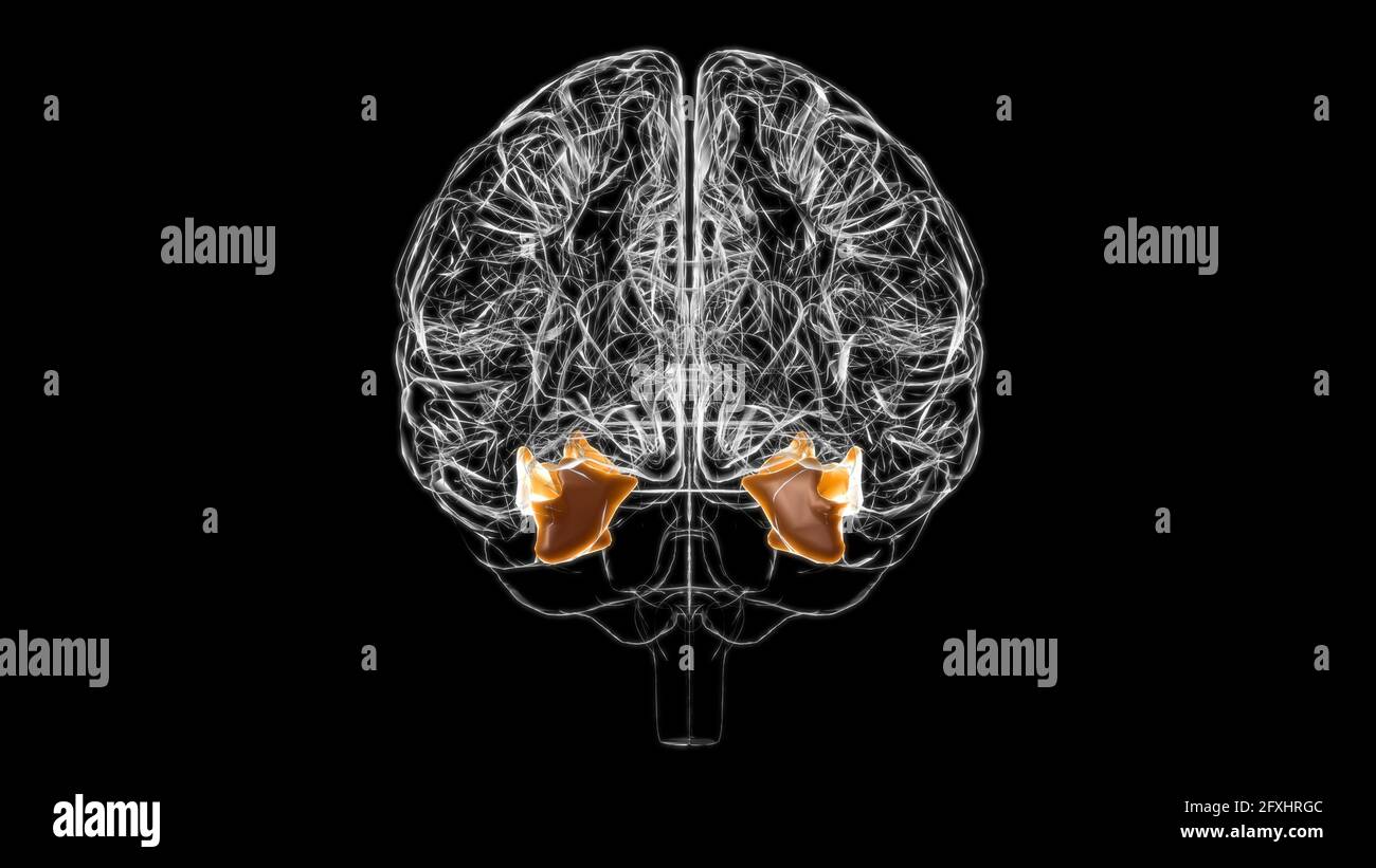 Brain fusiform Gyrus Anatomy For Medical Concept 3D Illustration Stock ...