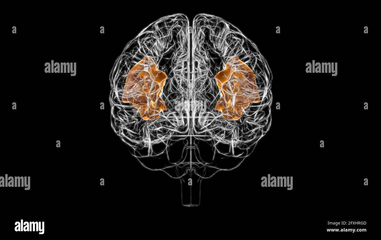 Brain angular gyrus Anatomy For Medical Concept 3D Illustration Stock ...