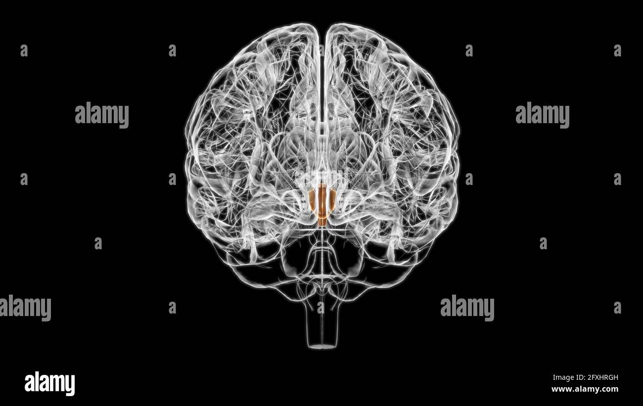 Brain Hypothalamus Anatomy For Medical Concept 3D Illustration Stock ...