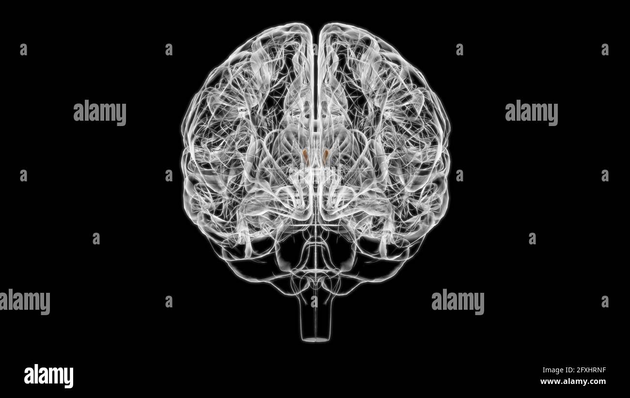 Brain Interventricular foramen Anatomy For Medical Concept 3D ...