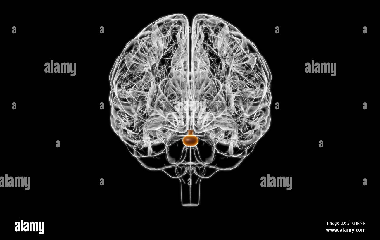 Brain Pituitary gland Anatomy For Medical Concept 3D Illustration Stock ...