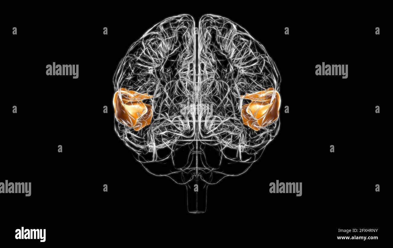 Parahippocampal Cortex