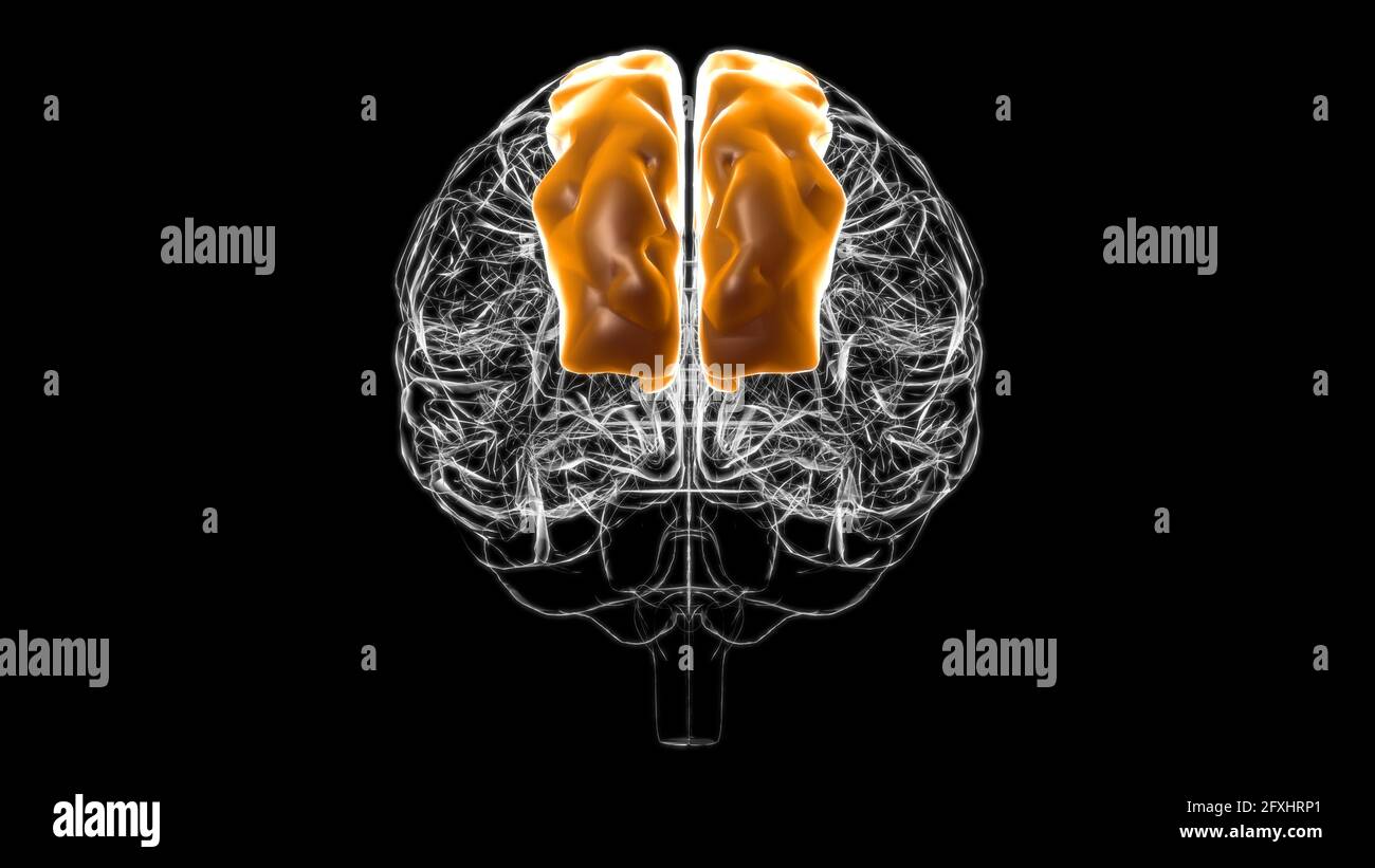Brain superior frontal gyrus Anatomy For Medical Concept 3D ...