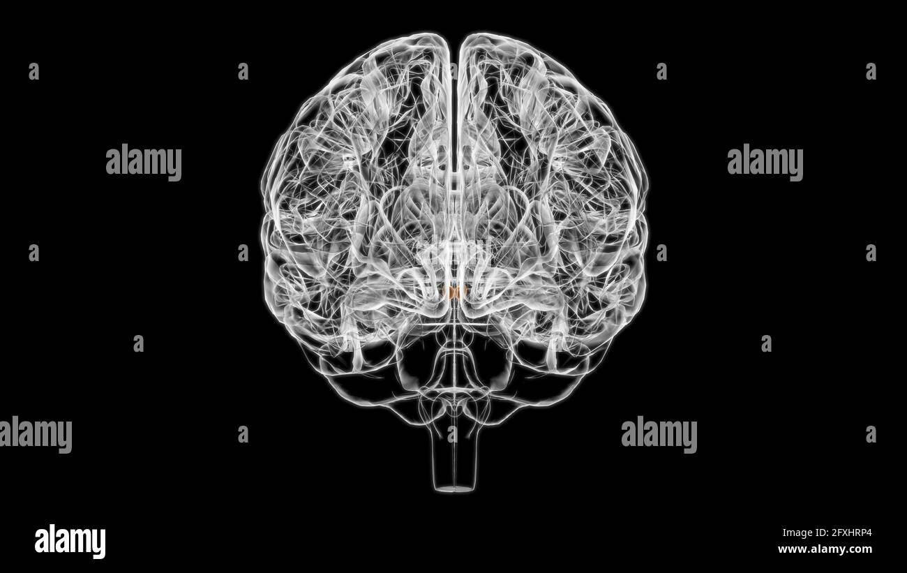 Brain Mammillary body Anatomy For Medical Concept 3D Illustration Stock ...