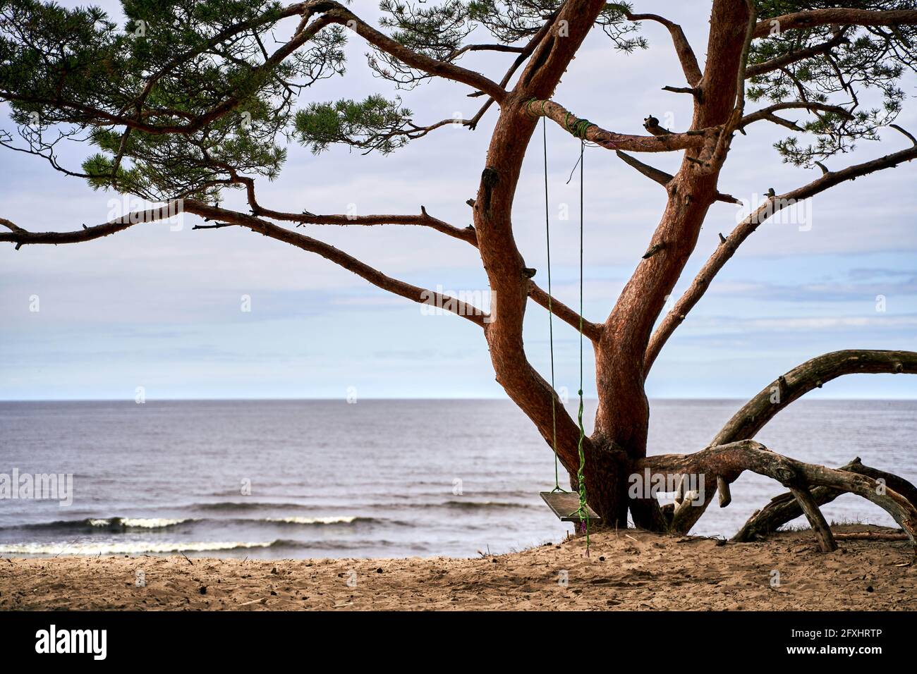 Tree with scattered branches with a single rope swing attached near the ...