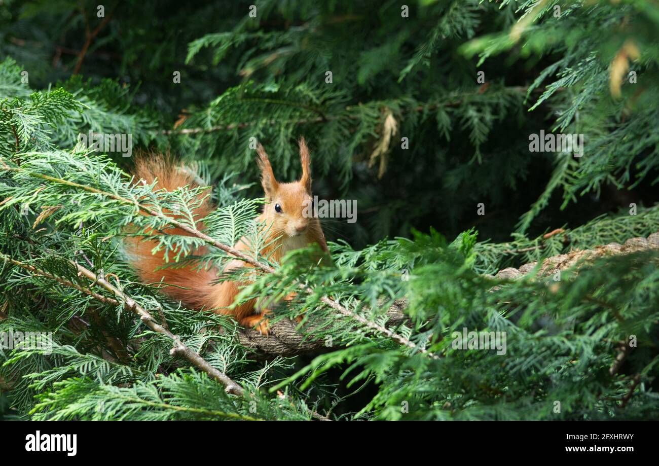Red squirrel balancing on rope Stock Photo - Alamy