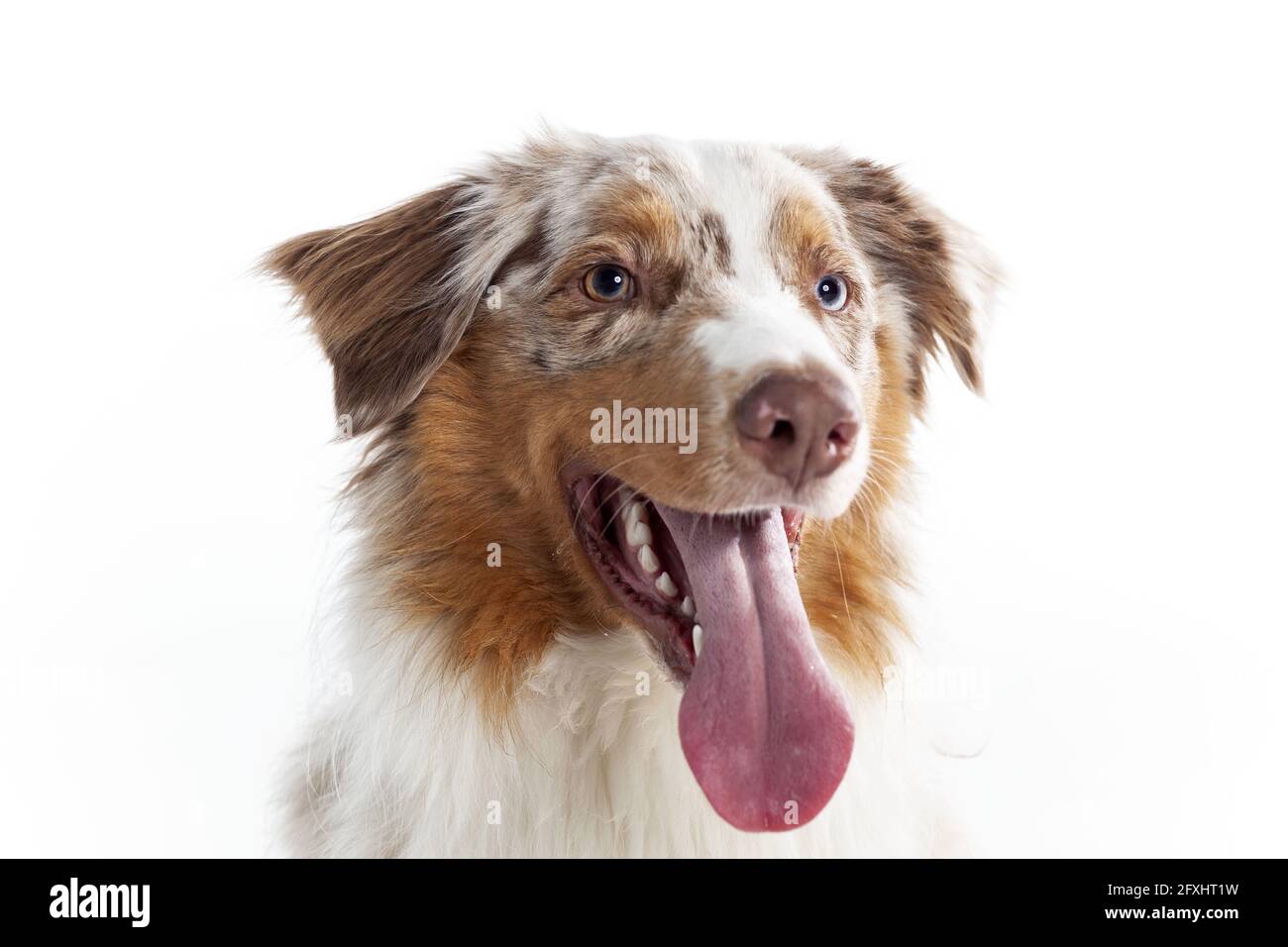 Closeup shot of a northern breed group dog on white background Stock ...