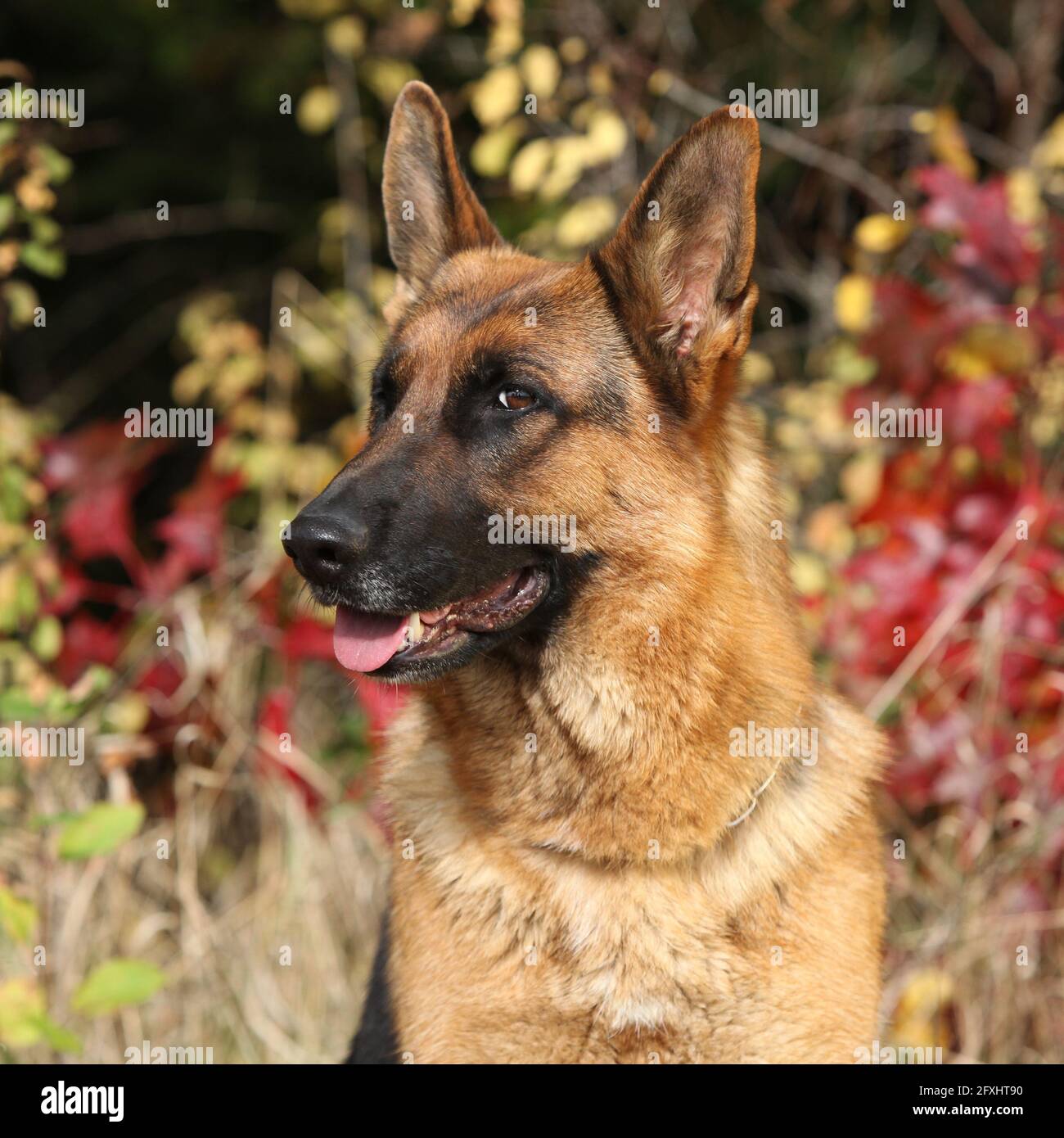 Little dog breed german shepherd hi-res stock photography and images ...