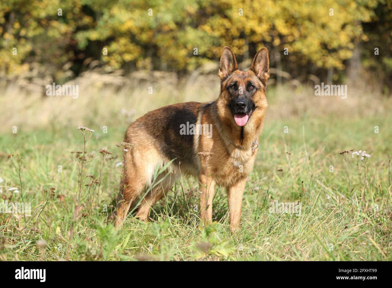 Little dog breed german shepherd hi-res stock photography and images ...