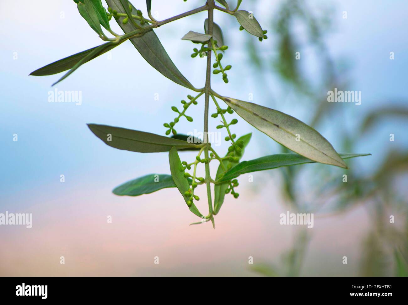 Olive tree blossom hi-res stock photography and images - Alamy