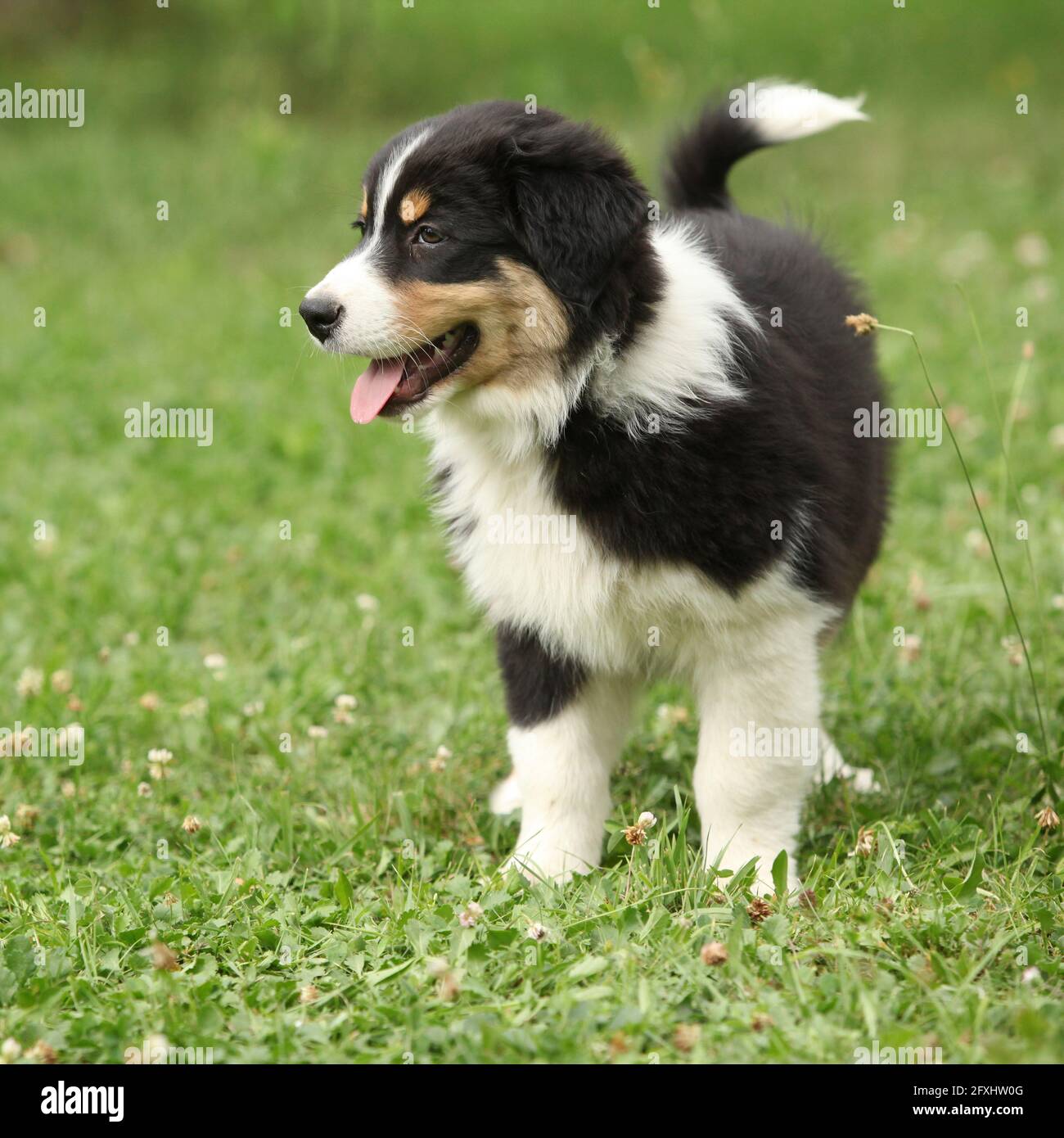 Australian shepherd puppy standing hi-res stock photography and images ...