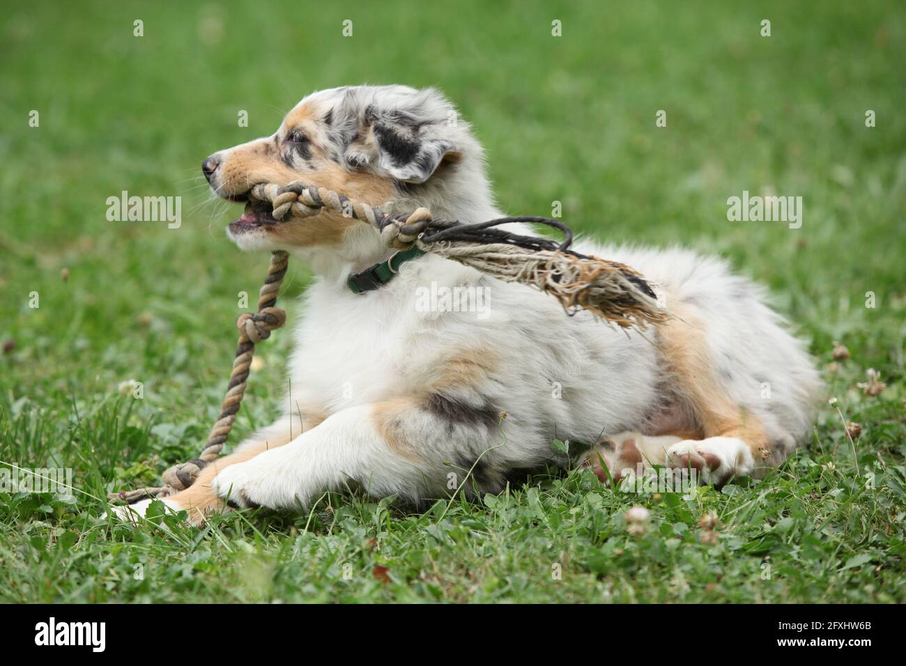 Australian shepherd puppy playing hi-res stock photography and images ...
