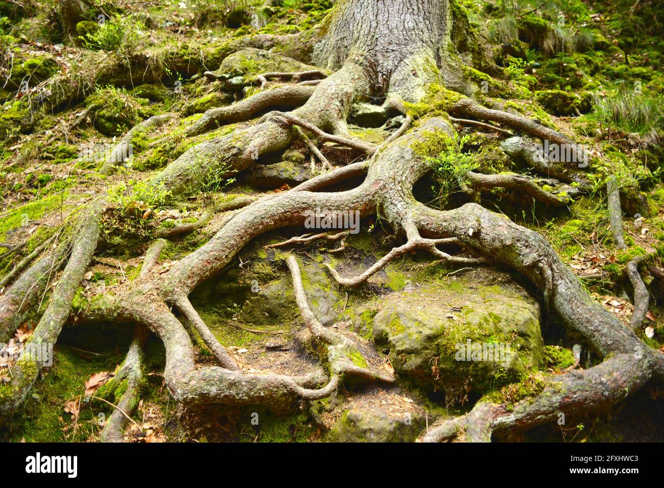 Grounded roots hi-res stock photography and images - Alamy