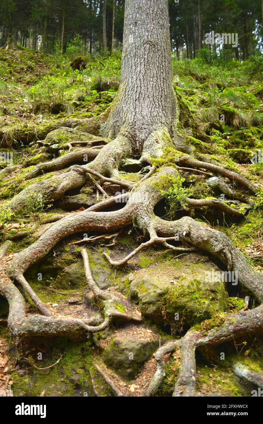 Tree with big massive roots Stock Photo - Alamy