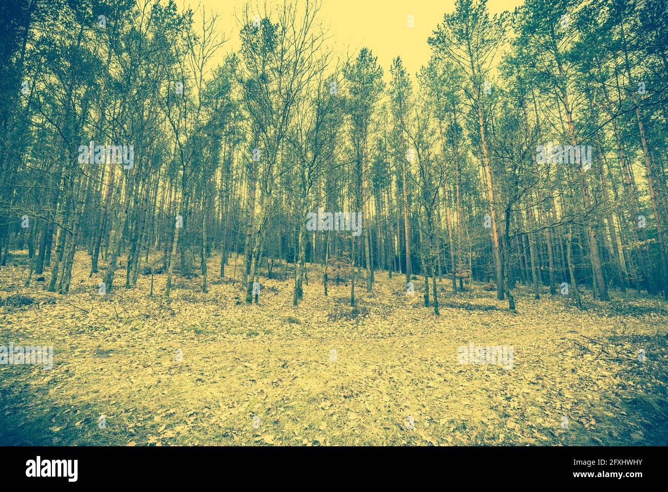 Early spring in the forest landscape, vintage photo Stock Photo - Alamy