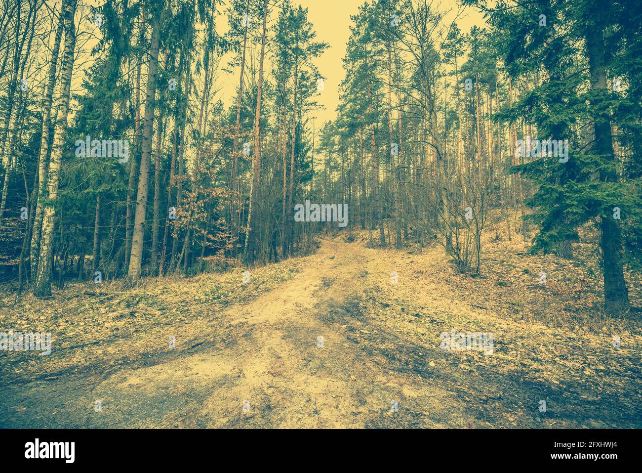 Early spring in the forest landscape, vintage photo Stock Photo - Alamy