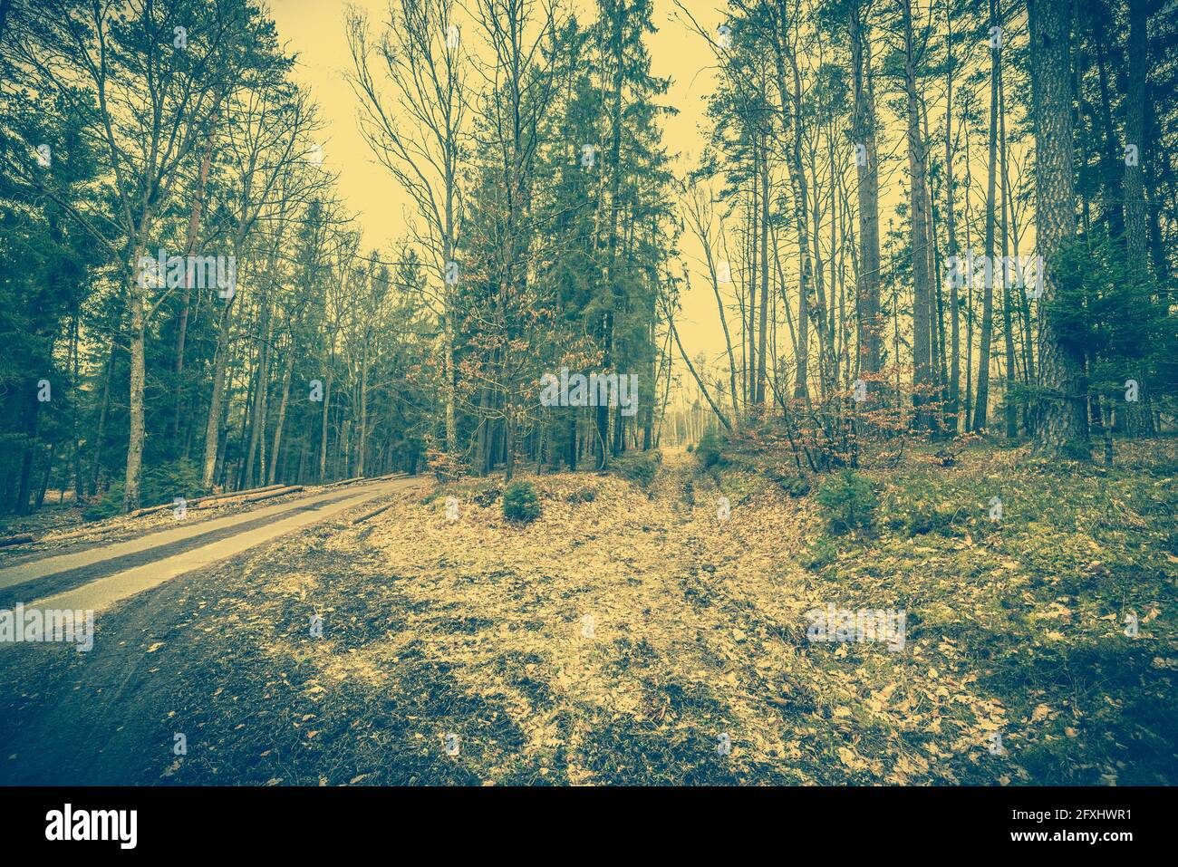 Early spring in the forest landscape, vintage photo Stock Photo - Alamy
