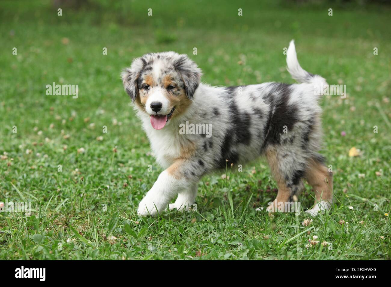 Amazing puppy of australian shepherd moving in the garden Stock Photo ...