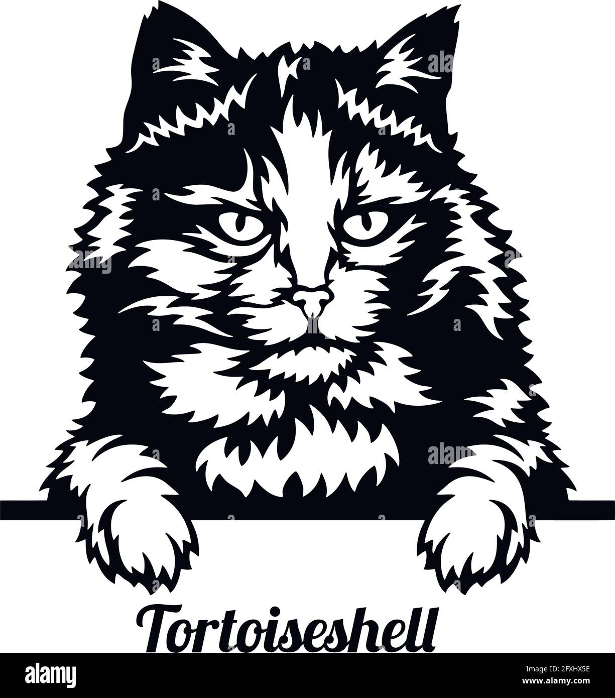 Tortoiseshell Cat - Cat breed. Cat breed head isolated on a white ...