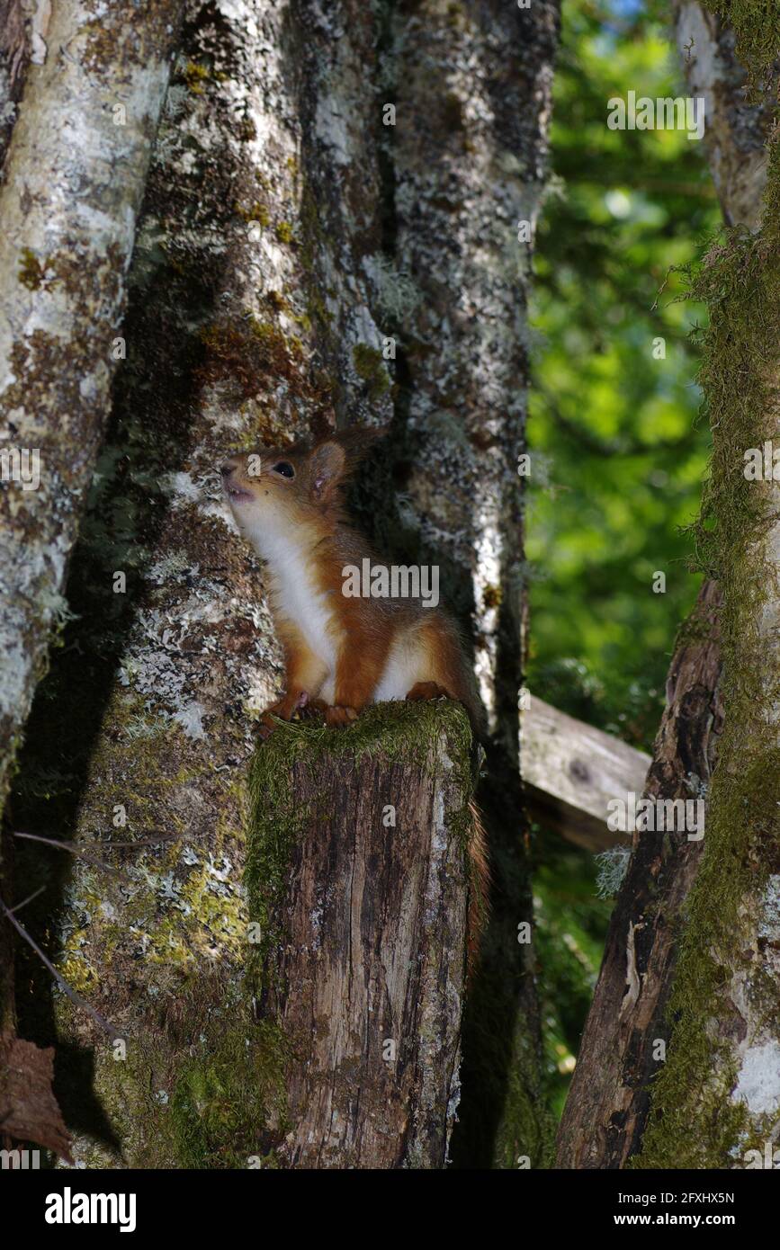 Red Squirrel, Jølster, Sunnfjord, Vestland, Norway. Sciurus vulgaris ...