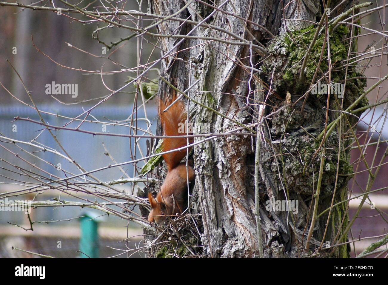Red squirrel searching the nuts Stock Photo - Alamy
