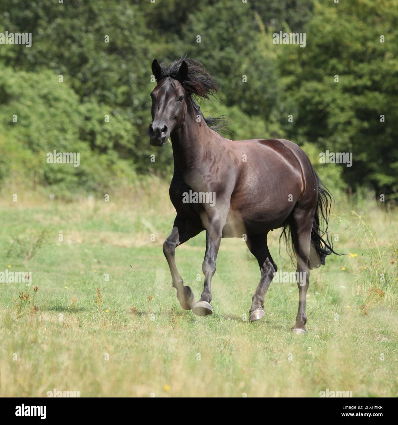 Running pony hi-res stock photography and images - Alamy