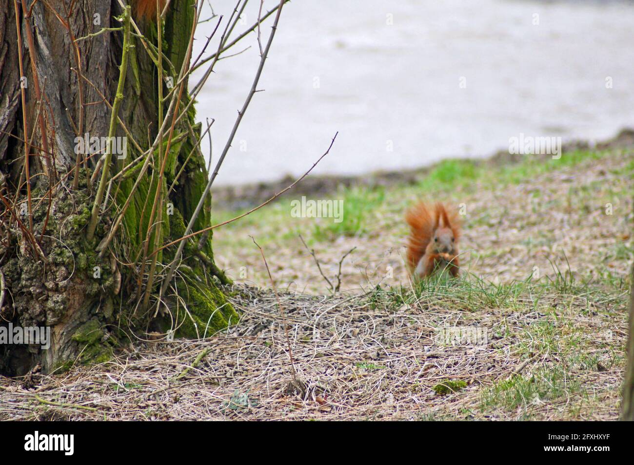 Red squirrel searching the nuts Stock Photo - Alamy