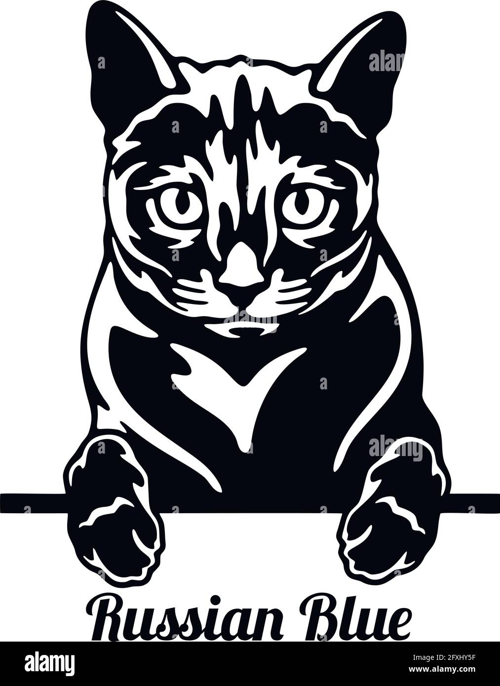 Russian Blue Cat - Cat breed. Cat breed head isolated on a white ...