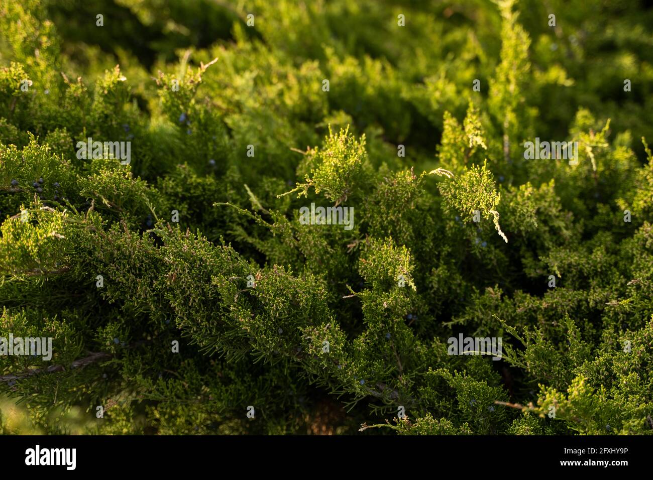 Green hedge of thuja trees. Closeup fresh green branches of thuja trees ...