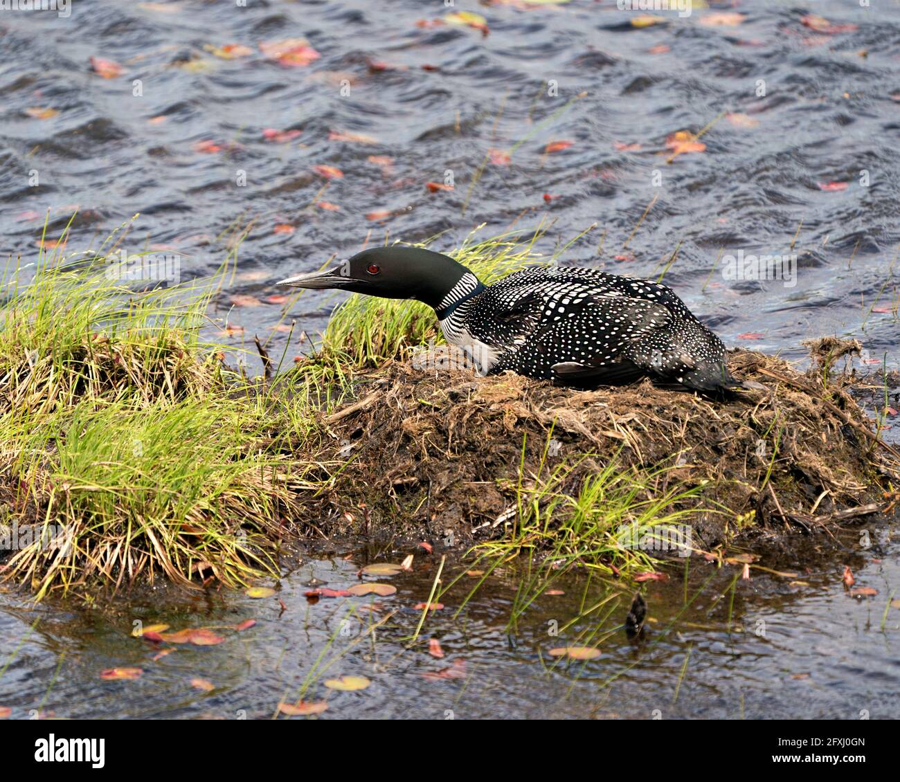 Loon nesting on its nest with marsh grasses, mud and water by the lake shore in its environment ...