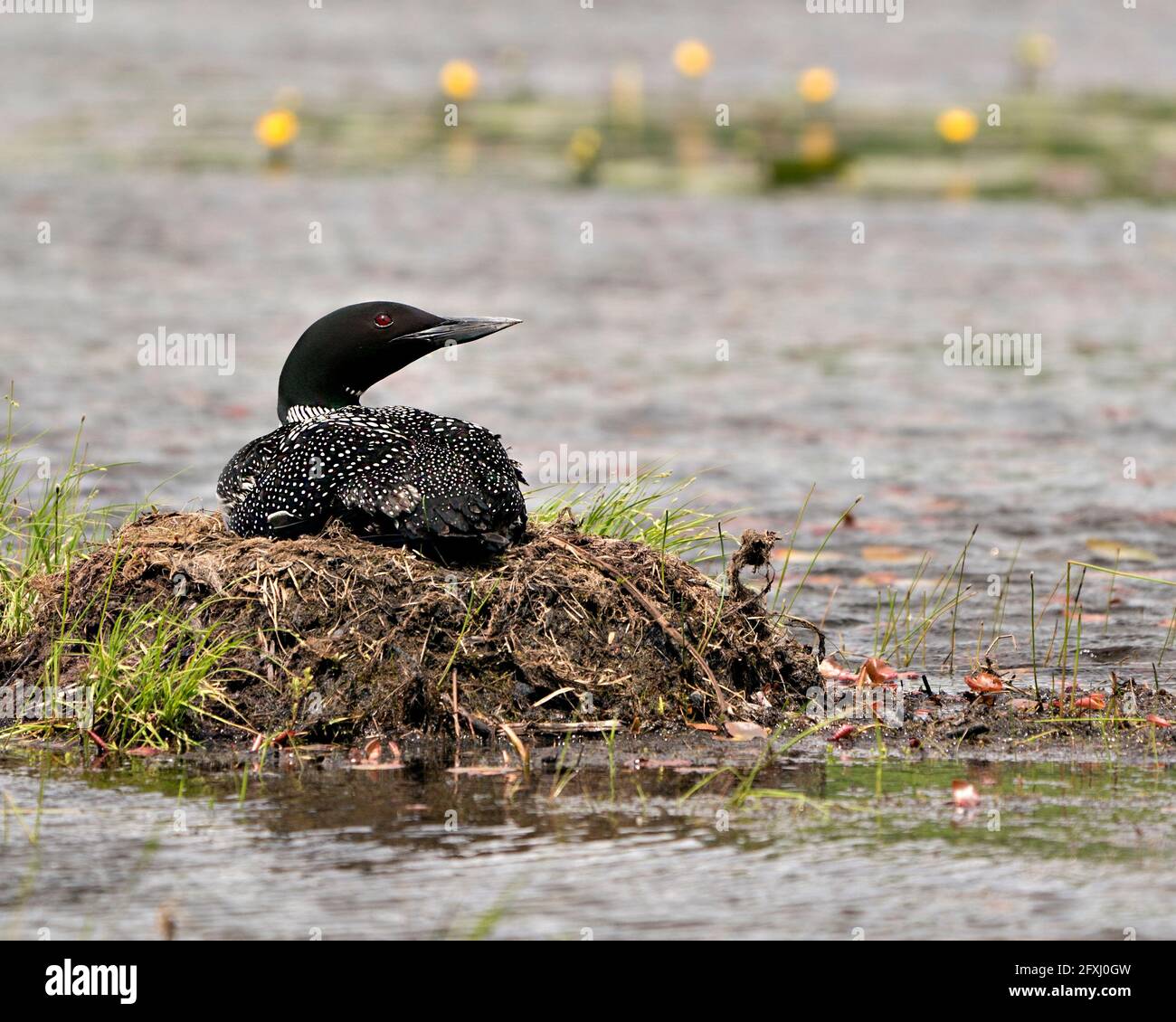 Common loon picture book bird image hi-res stock photography and images ...