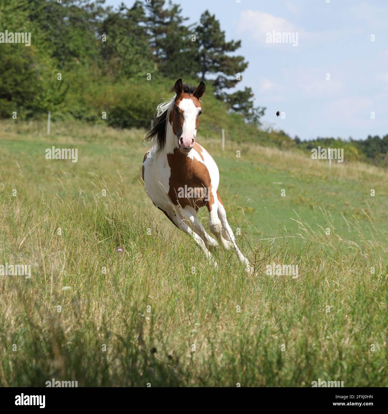 Beautiful horse running hi-res stock photography and images - Alamy