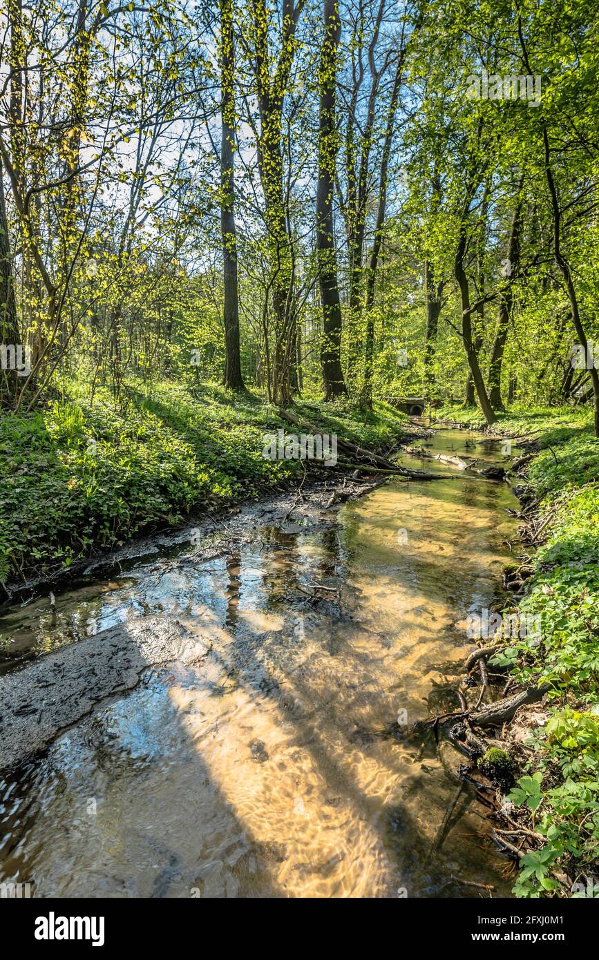 Green forest and river, spring forest landscape Stock Photo - Alamy