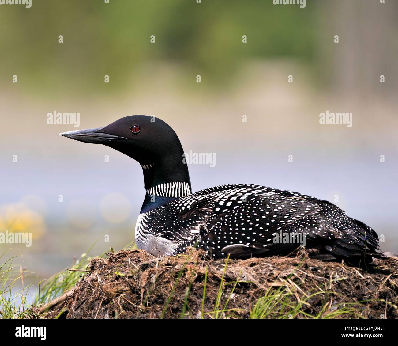 Common loon picture book bird image hi-res stock photography and images ...