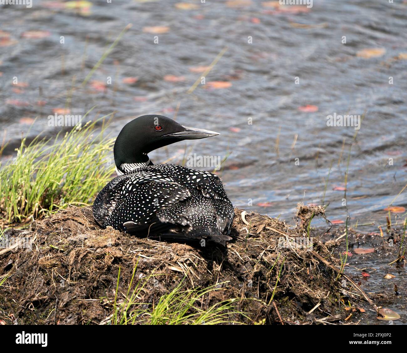 Common loon picture book bird image hi-res stock photography and images ...