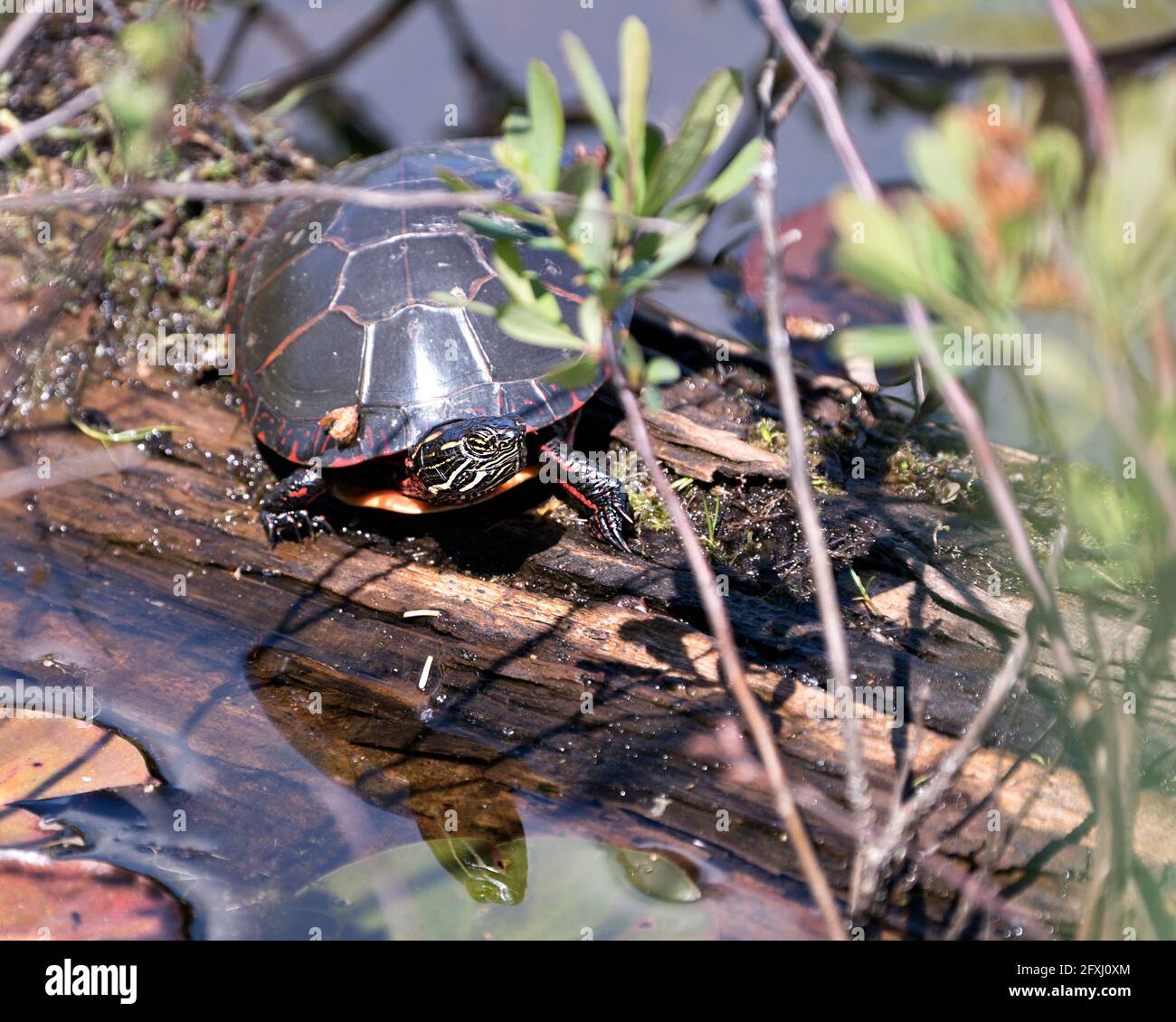 Painted turtle resting on a log in the pond with lily pad pond, water ...