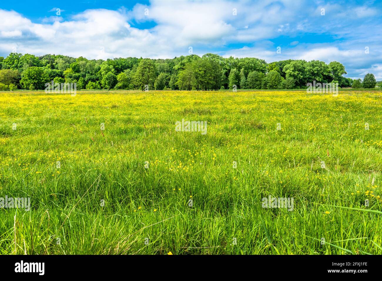 Spring flowers field and forest under blue sky Stock Photo - Alamy