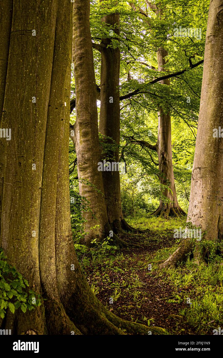 A tree lined pathway in a country park Stock Photo - Alamy