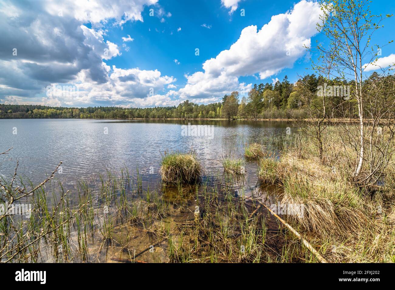 Wild nature landscape over lake with blue sky in sunny day, early ...