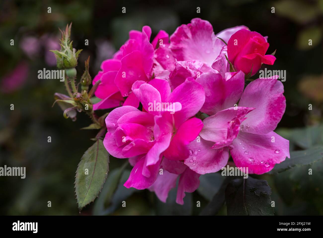 Knockout shrub rose hi-res stock photography and images - Alamy