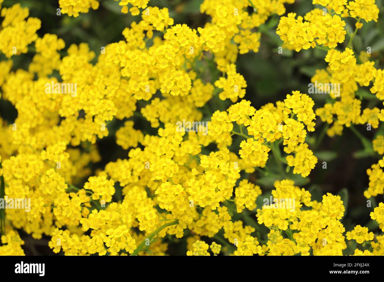 Yellow flowering stone alyssum erb in the garden Stock Photo - Alamy