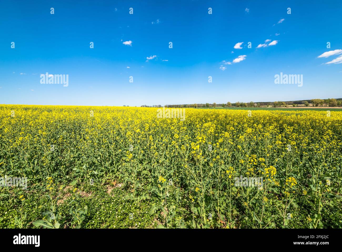 Blooming colza field landscape, blue sky on the horizon Stock Photo - Alamy