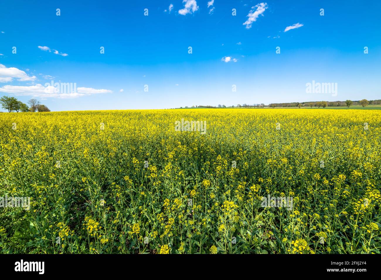 Blooming rapeseed field landscape, blue sky on the horizon Stock Photo ...
