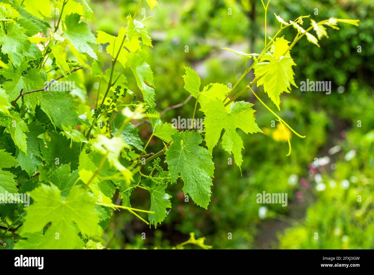 Grape vine blossom. Spring grapevine with rain drops on fresh green ...